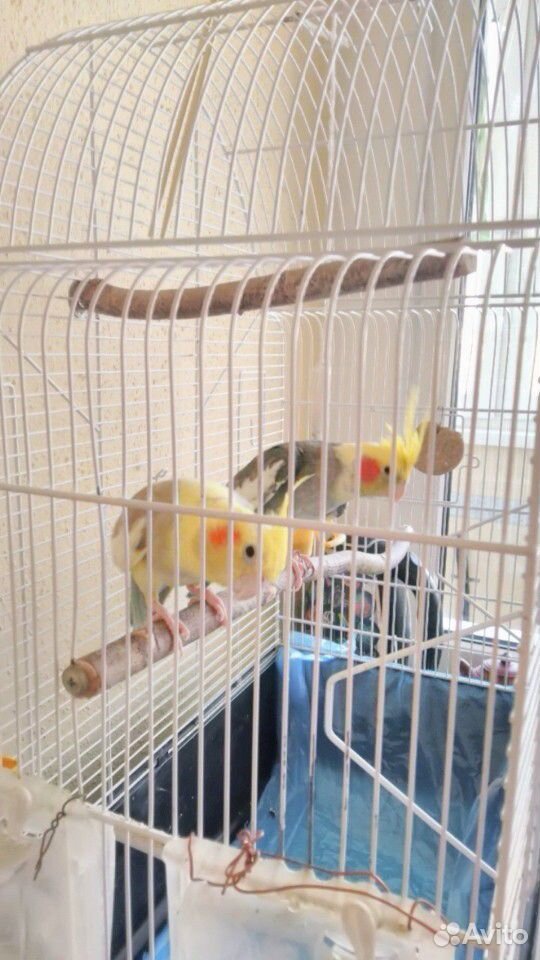 Пара корелл