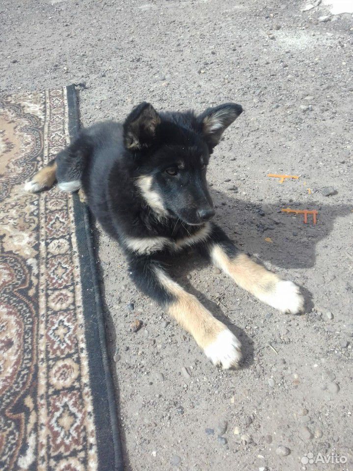 Щенулька