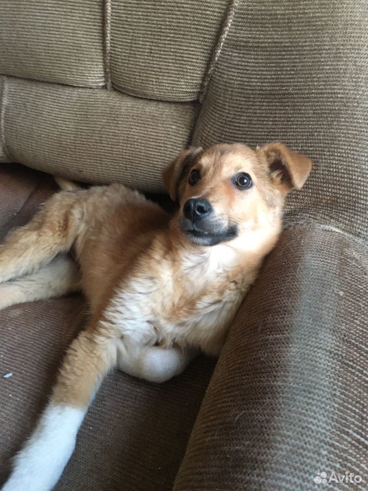 Щенок Кнопик