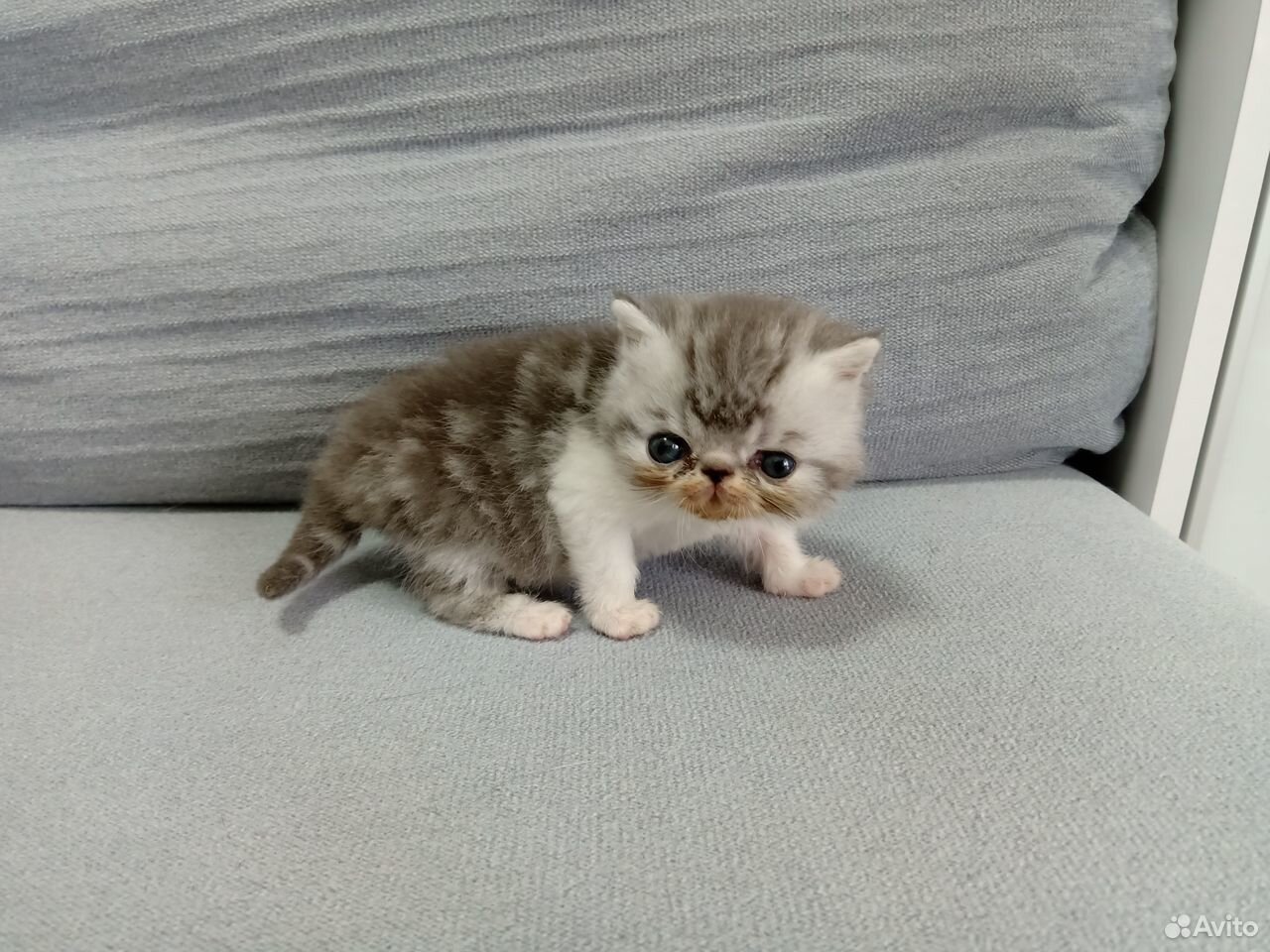 Котята Экзоты