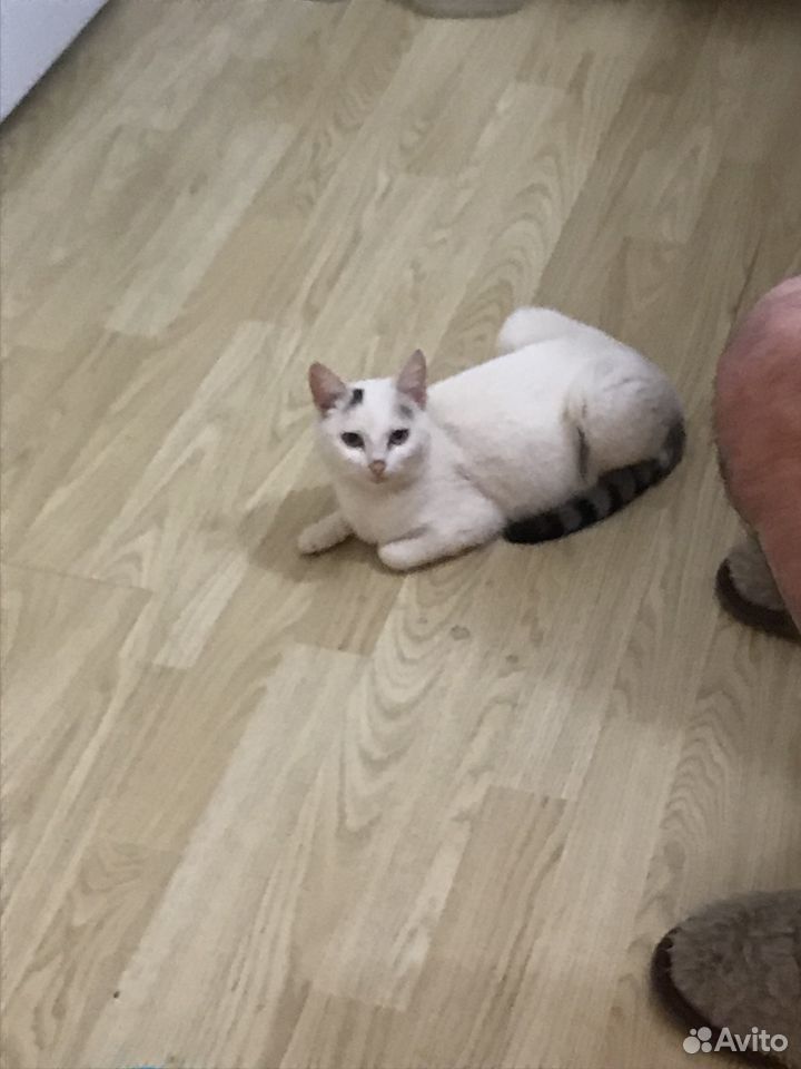 Кошка
