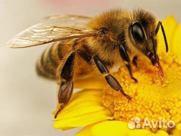 Продам пчёл