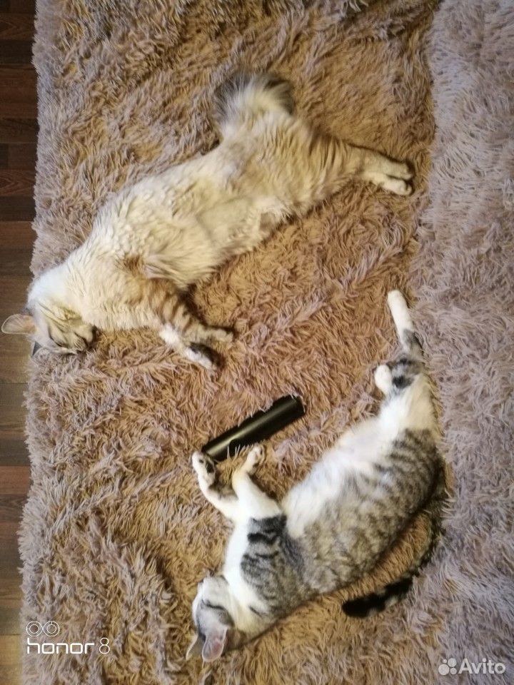 Кошка