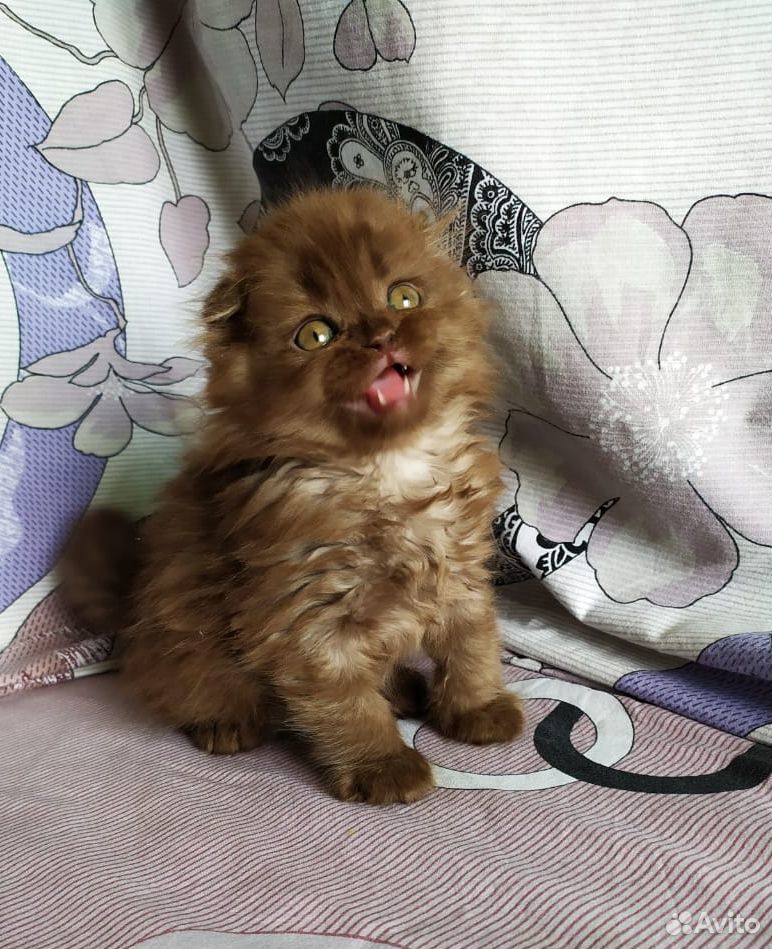 Шотландский шоколадный вислоухий