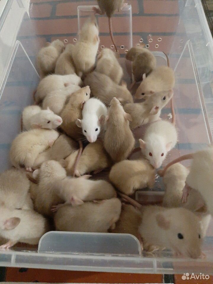 Крыса. Крысята сиам дамбо