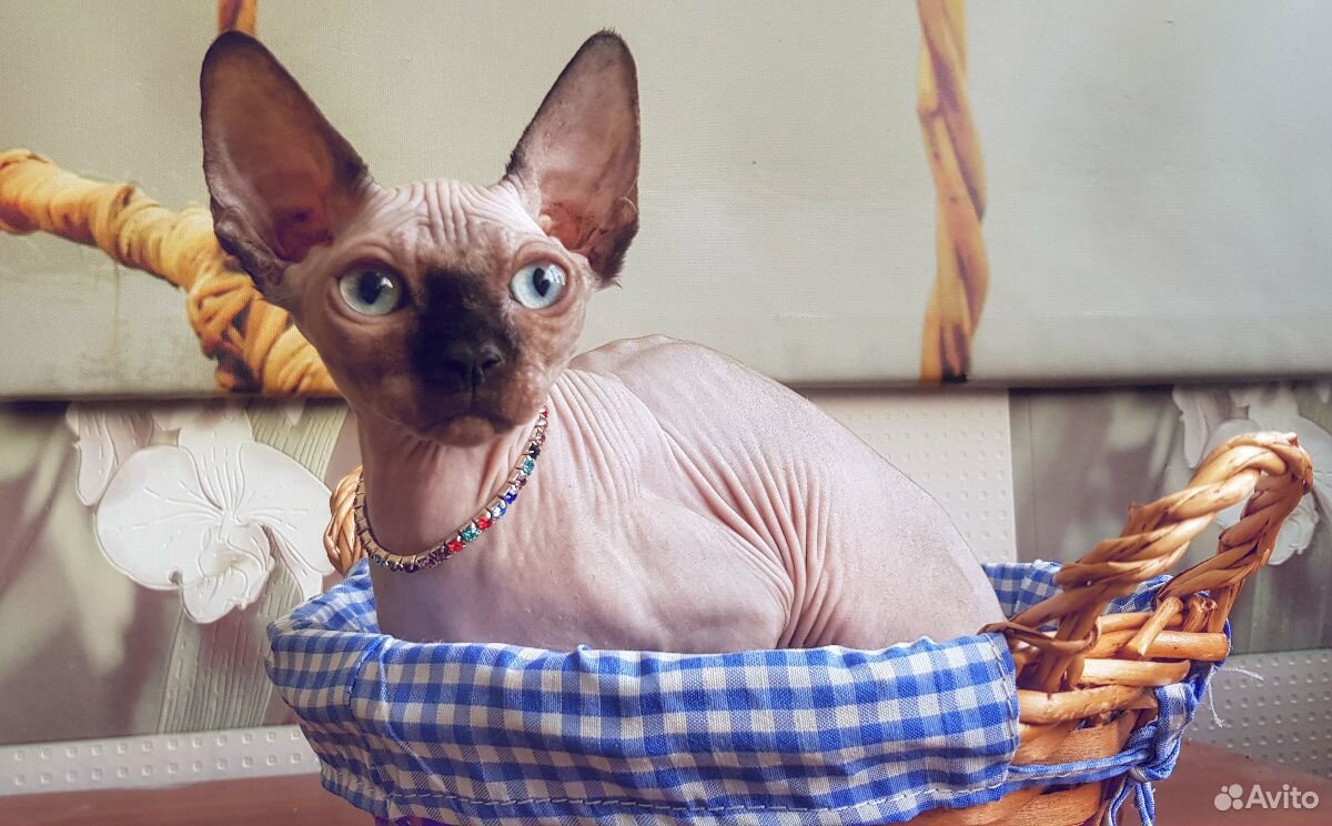 Кошечка канадского сфинкса
