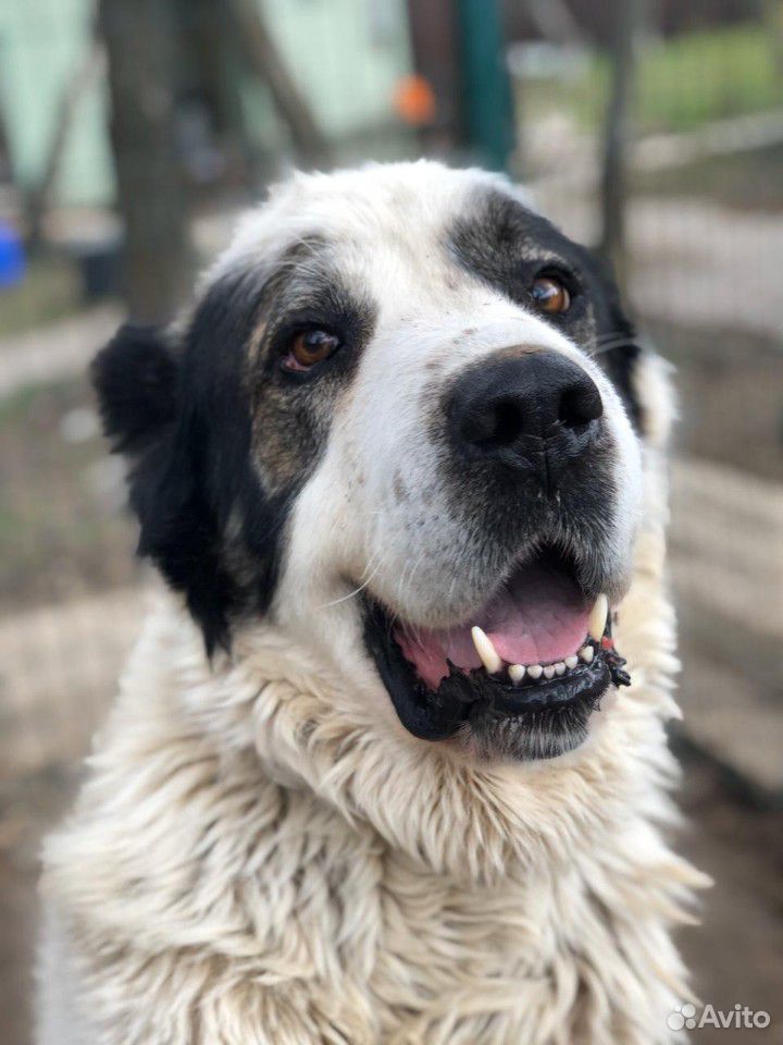 Гадар, молодой кобель алабая в дар