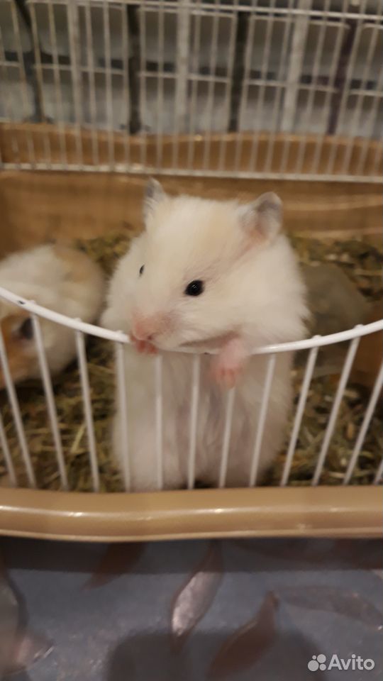 Сирийский хомяк