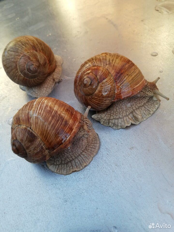 Улитка виноградная