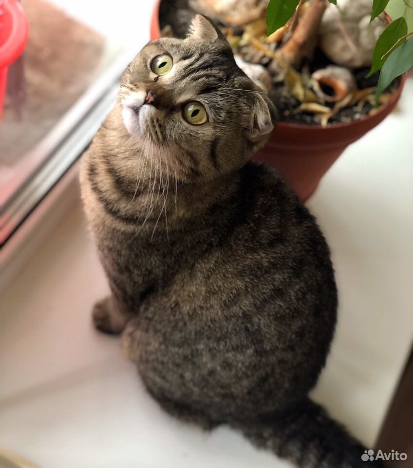 Отдам в добрые руки