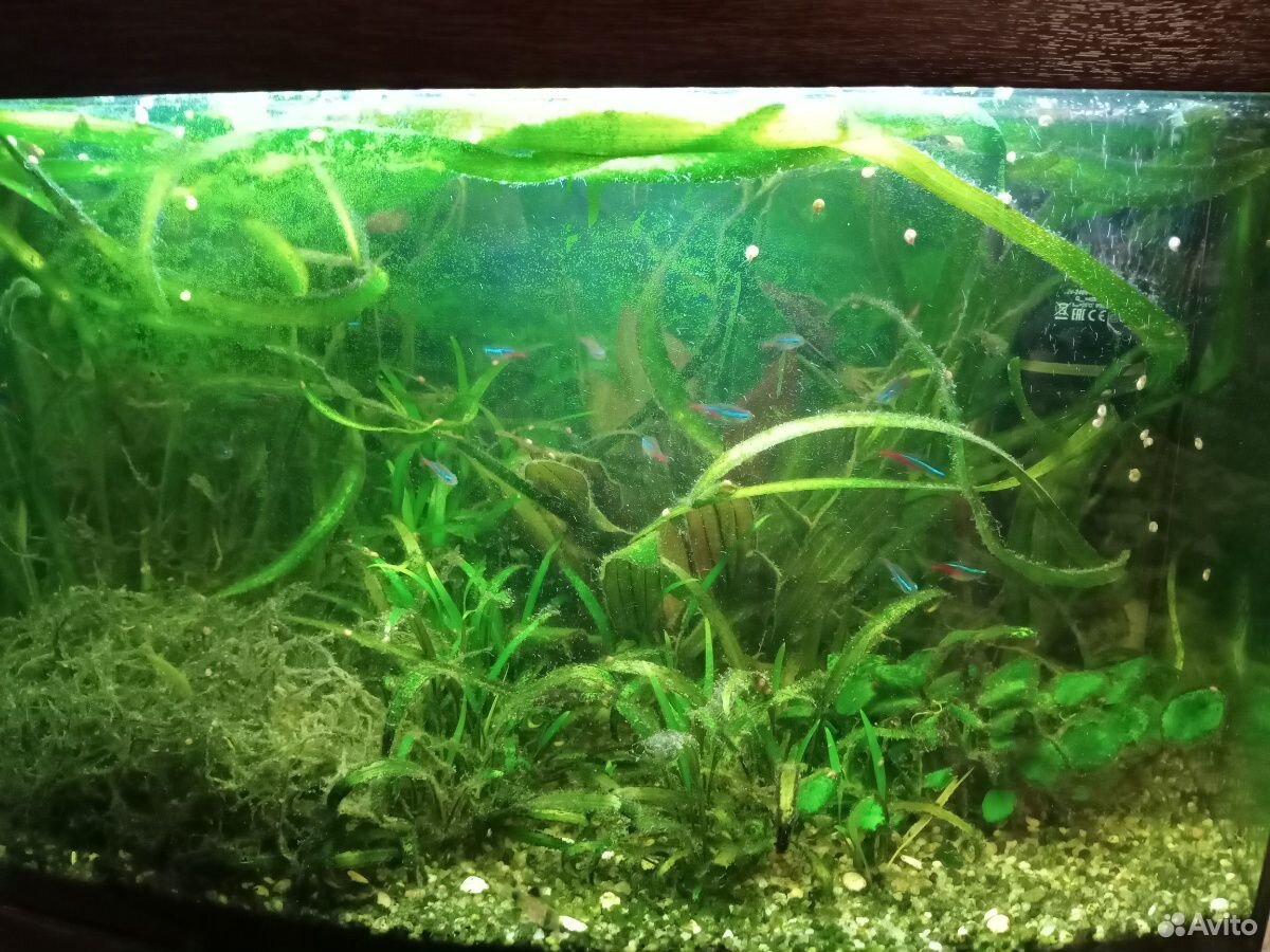 Аквариумное растение
