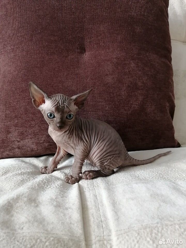 Канадский сфинкс