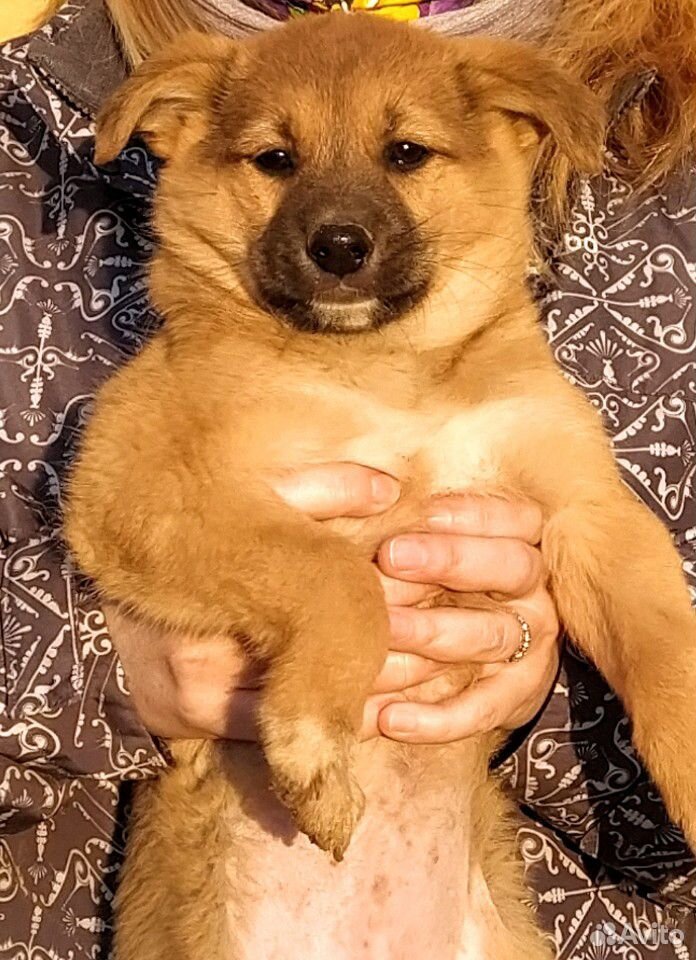 Щенок девочка