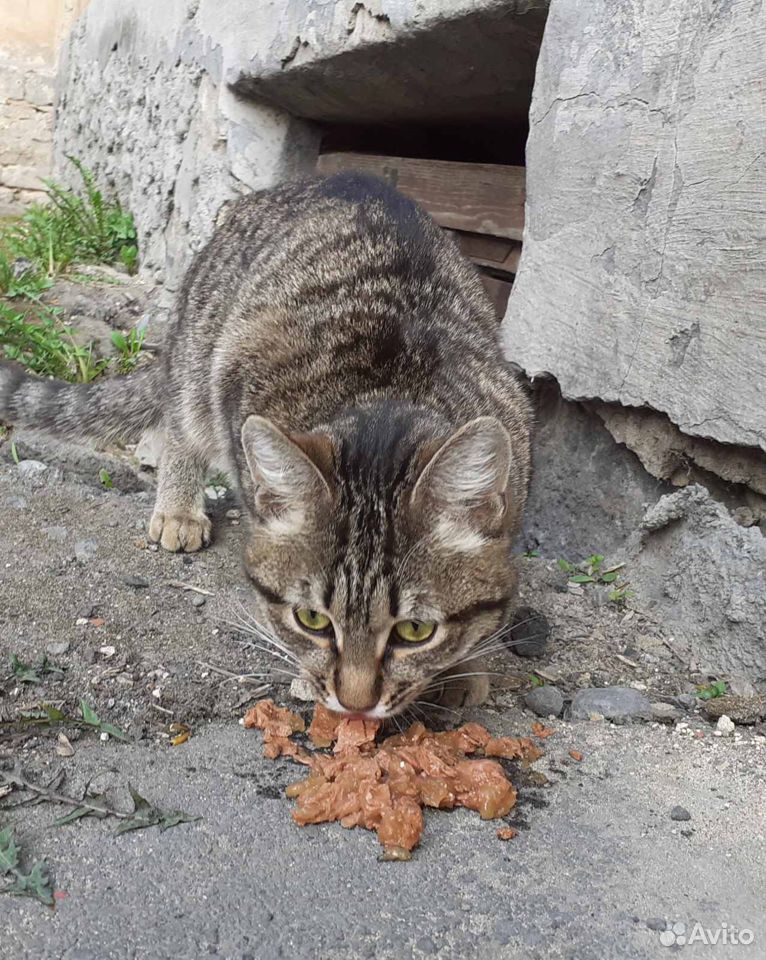 Камышовая кошка