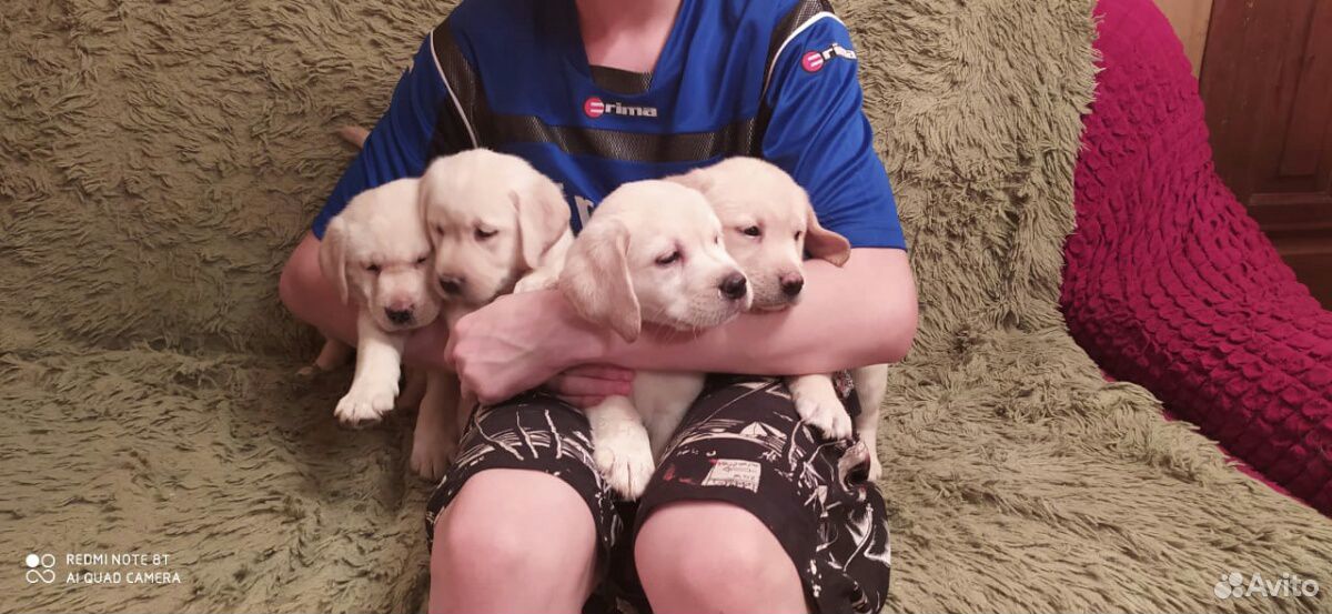 Щенки лабрадора