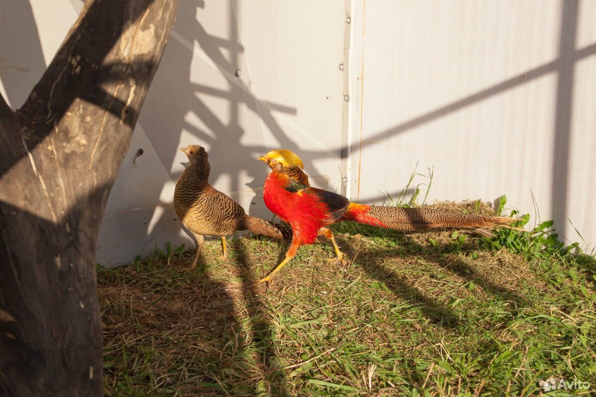 Золотистый фазан