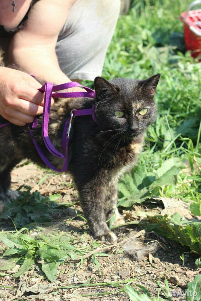 Маргоша в добрые ручки