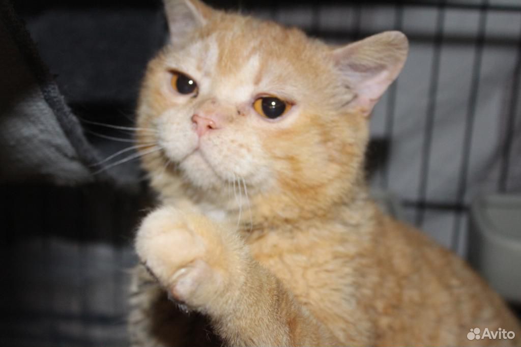 Кот Ёжик