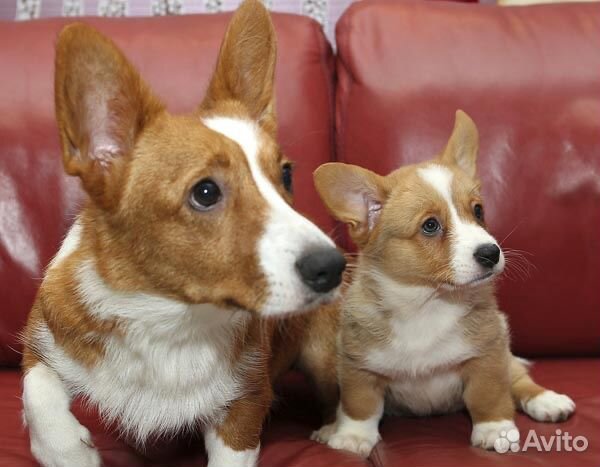 Велыш Корги кардиган