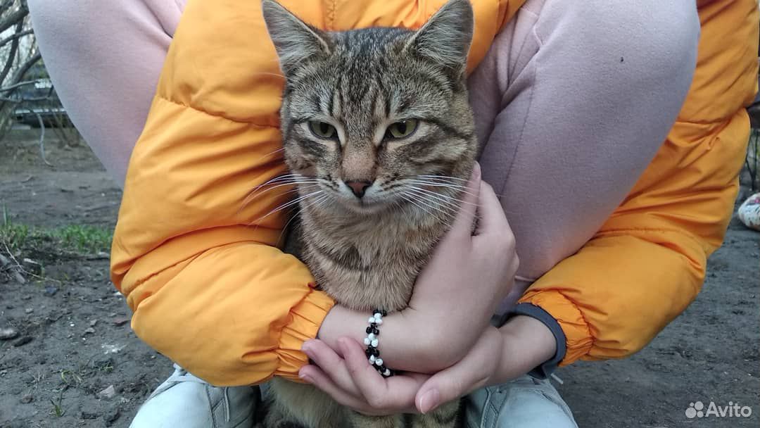 Мэтью в Добрые руки