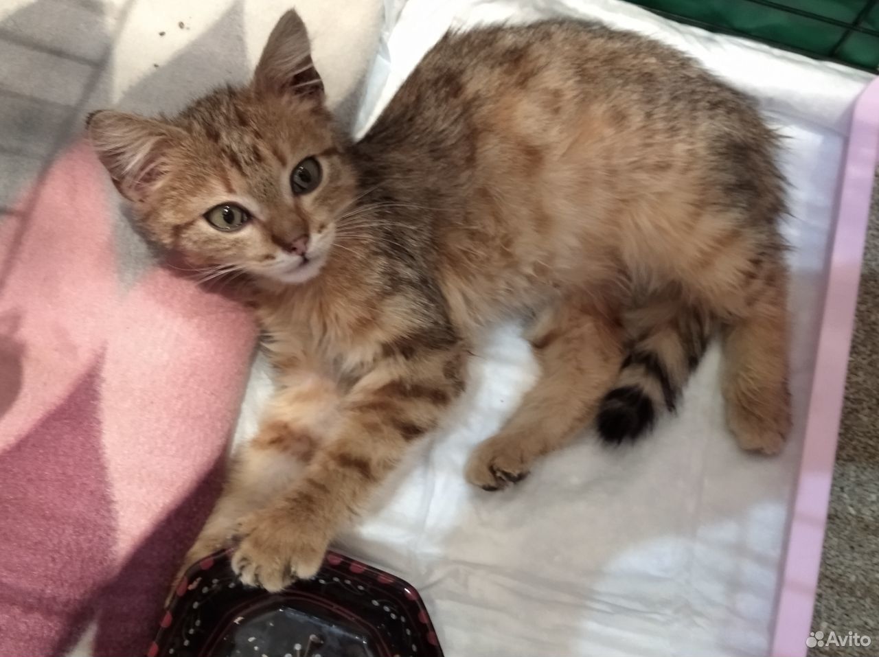 Котенок в добрые руки