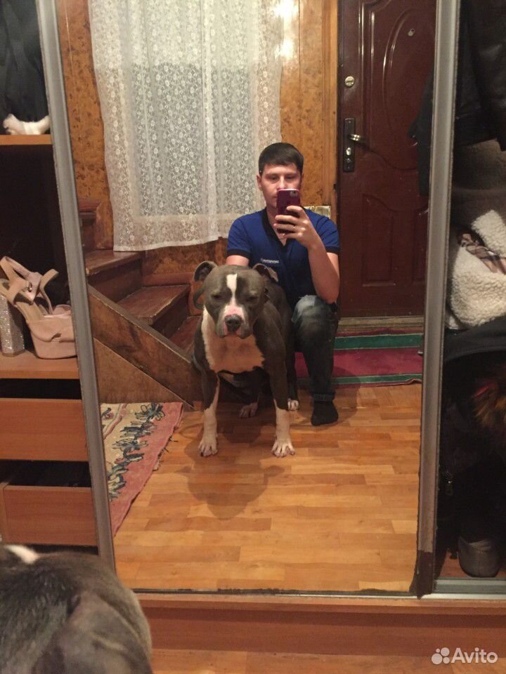 Питбуль продажа