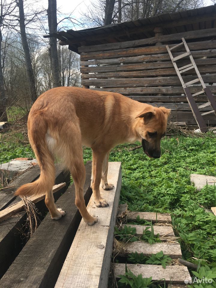 Ласковый ребёнок Тимур в поисках хозяина