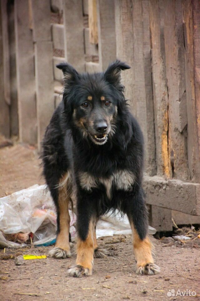 Машка мохнатая мордашка