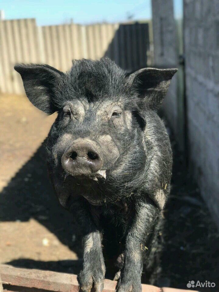 Кабан на племя