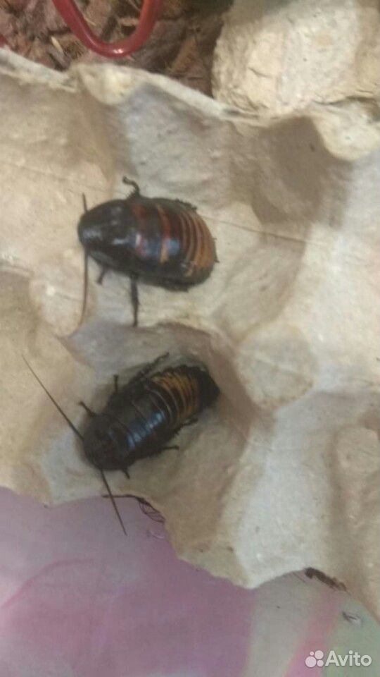 Мадагаскарский таракан