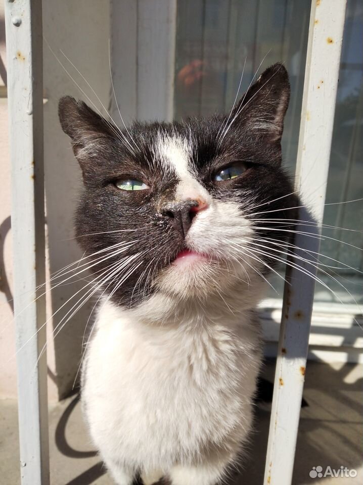 Ласковый котик на ул. К.Маркса