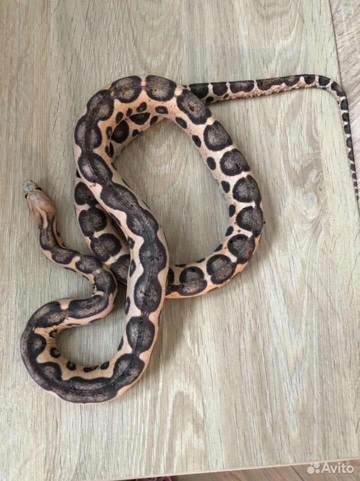 Маисовый полоз Okeetee Scaleless het. Amelanistic
