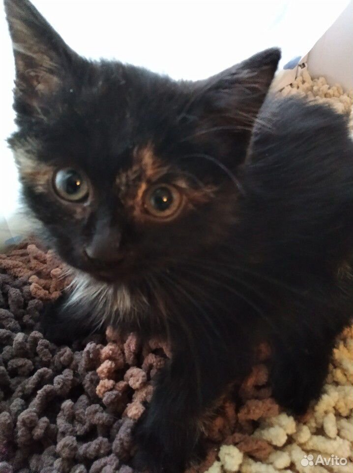 Кошка Ириска 4 мес
