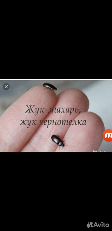 Жук- знахарь