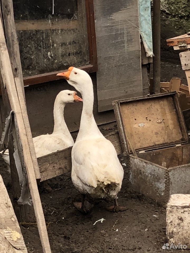 Гусь Холмогор