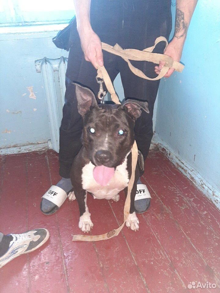 Стаффордширский терьер