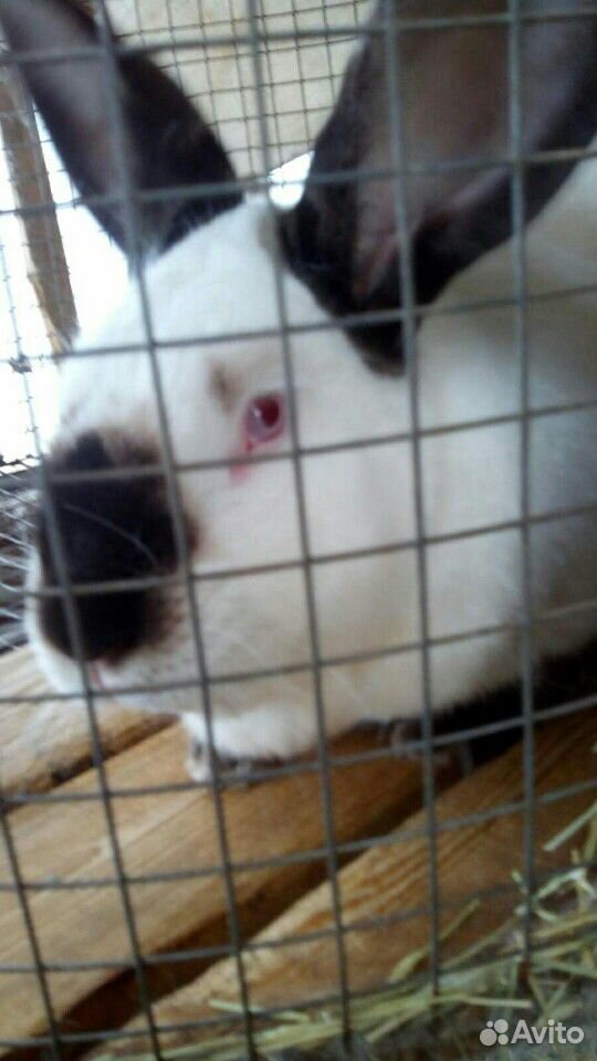 Кролики-калифорнийские