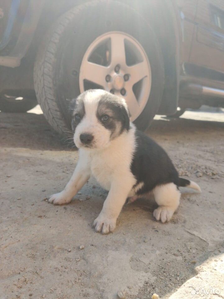 Щенята хаски и дворняги