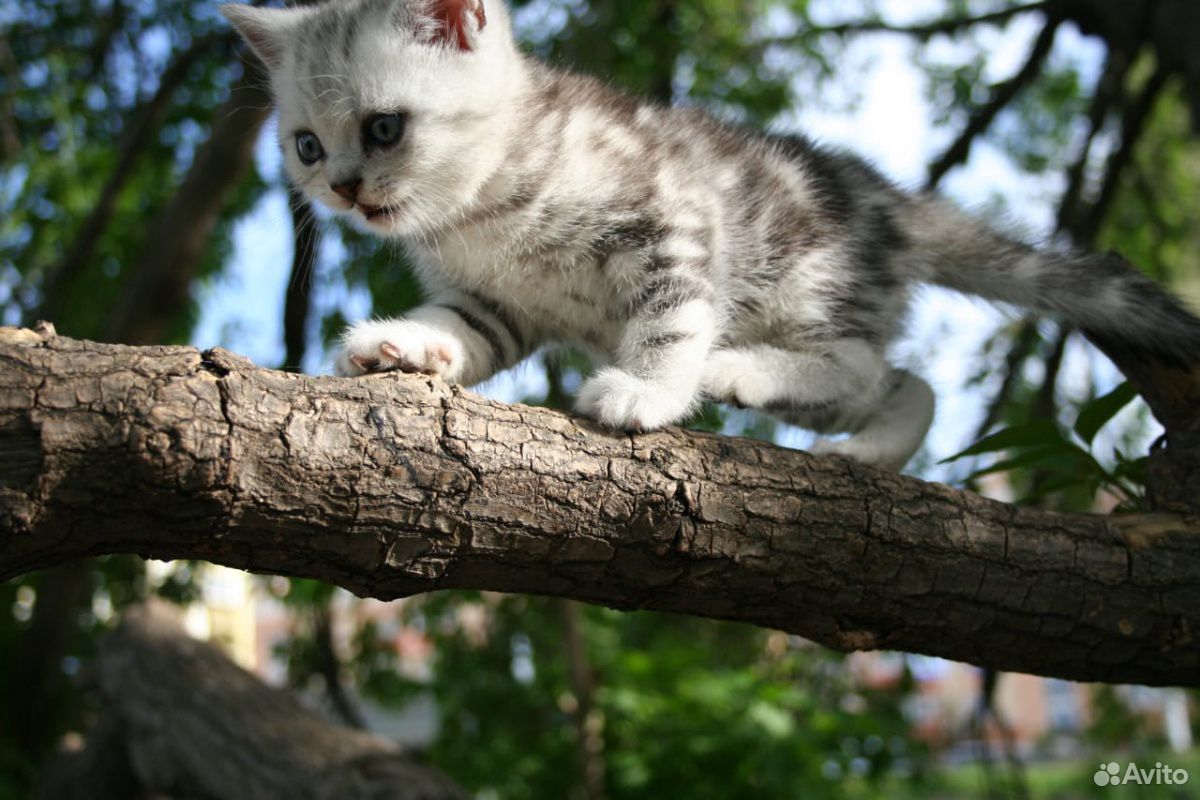 Котенок Шотландский