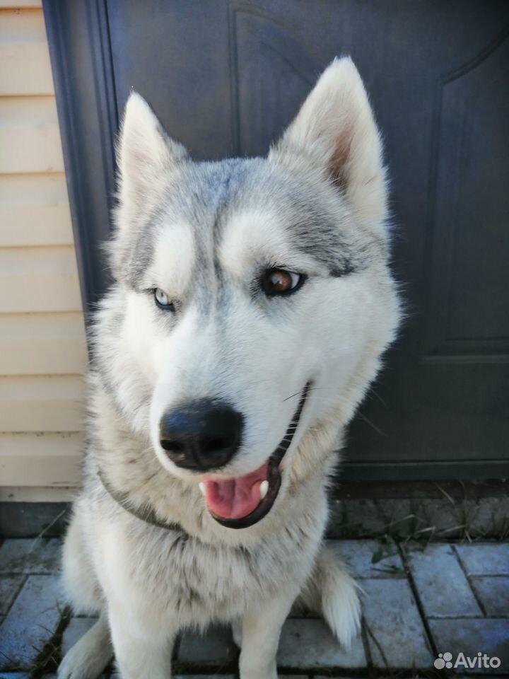 Отдам хаски 2 года девочка в заботливые добрые рук