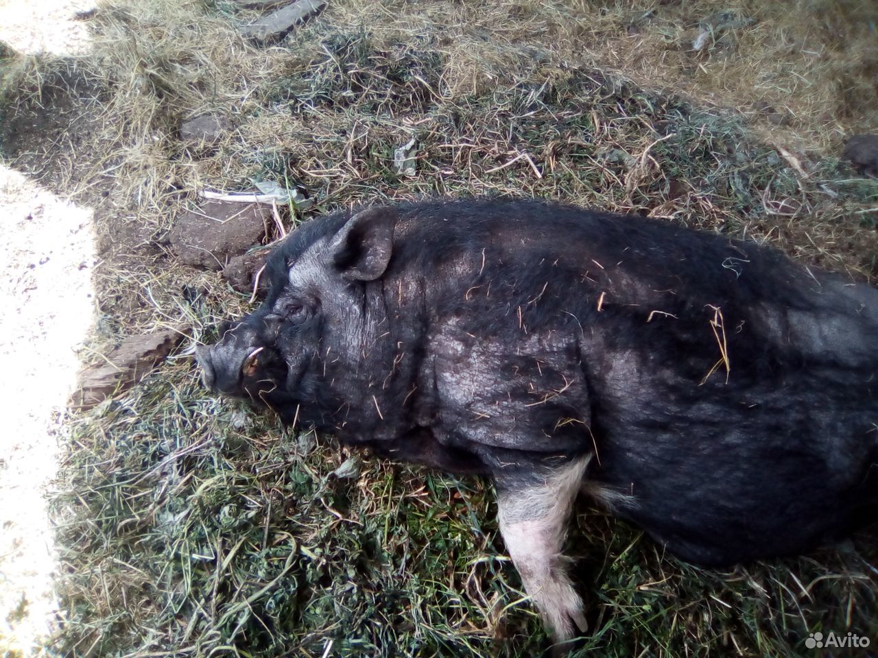 Хряк-производитель кабан