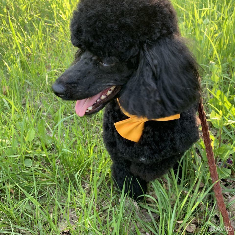 Вязка карликовый пудель