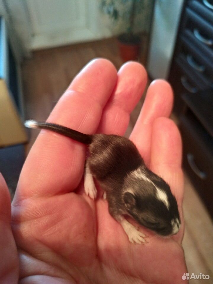 Монгольская песчанка