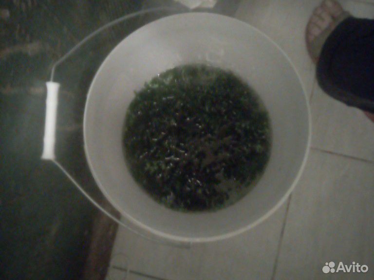 Роголистник