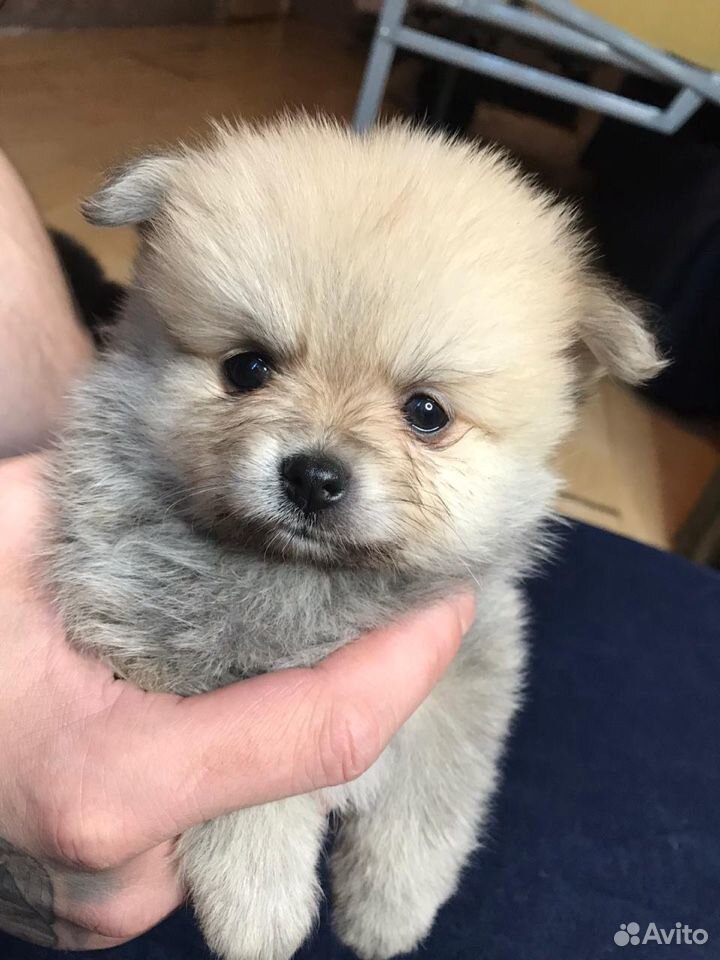 Шпиц Померанский