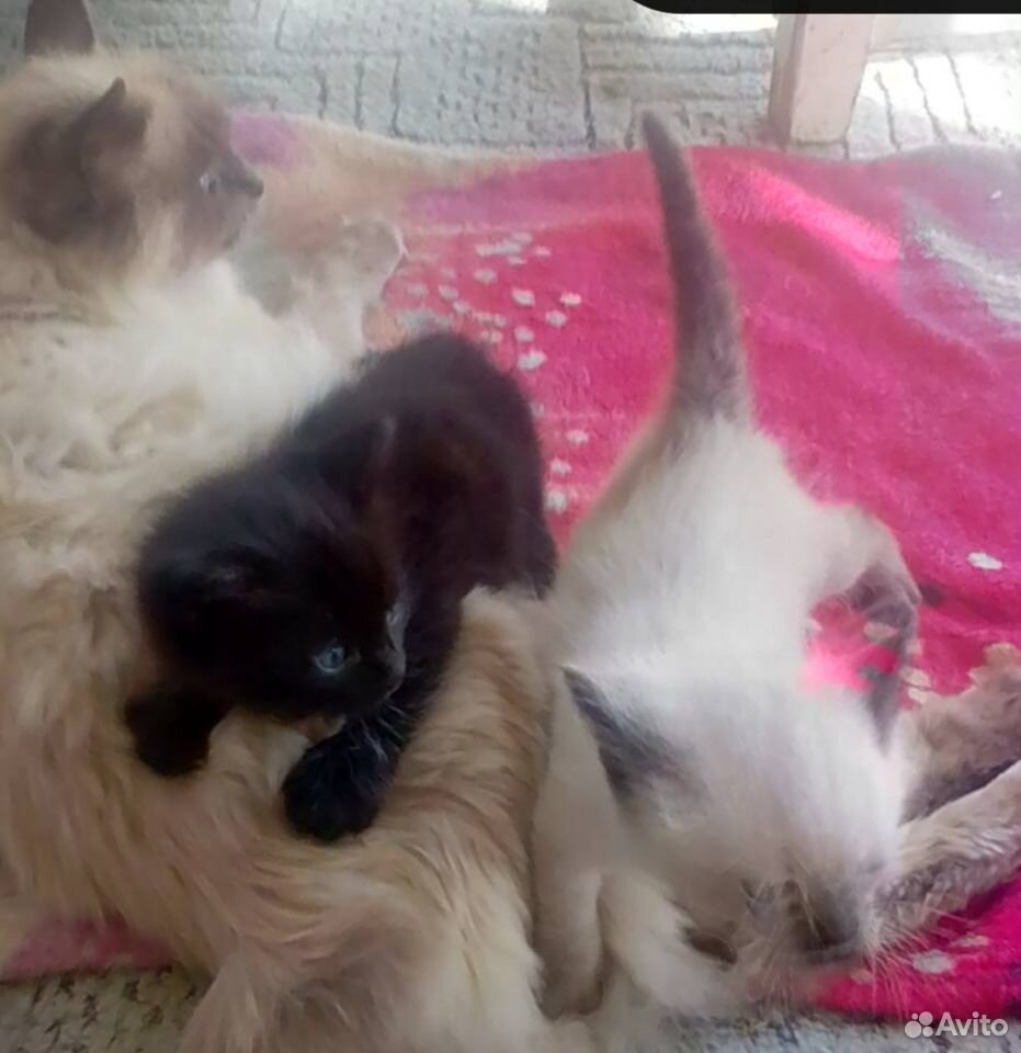 Продам 2х сиамских котят