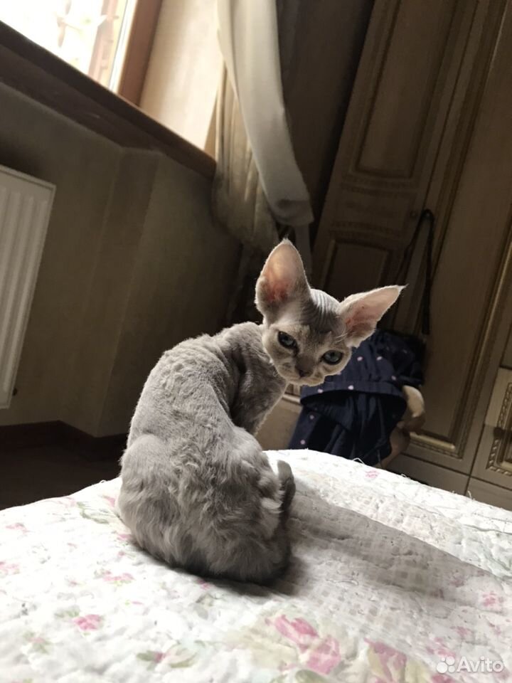 Девон-рекс кот Аким