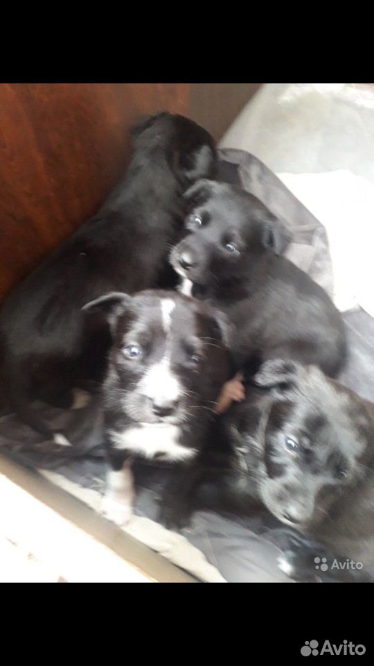 Отдаются чудесные малыши