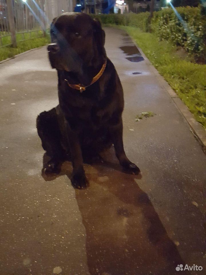 Найден черный лабрадор, девочка