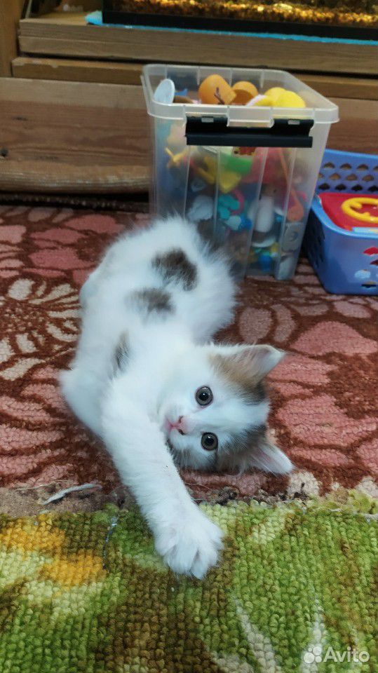 Котенок